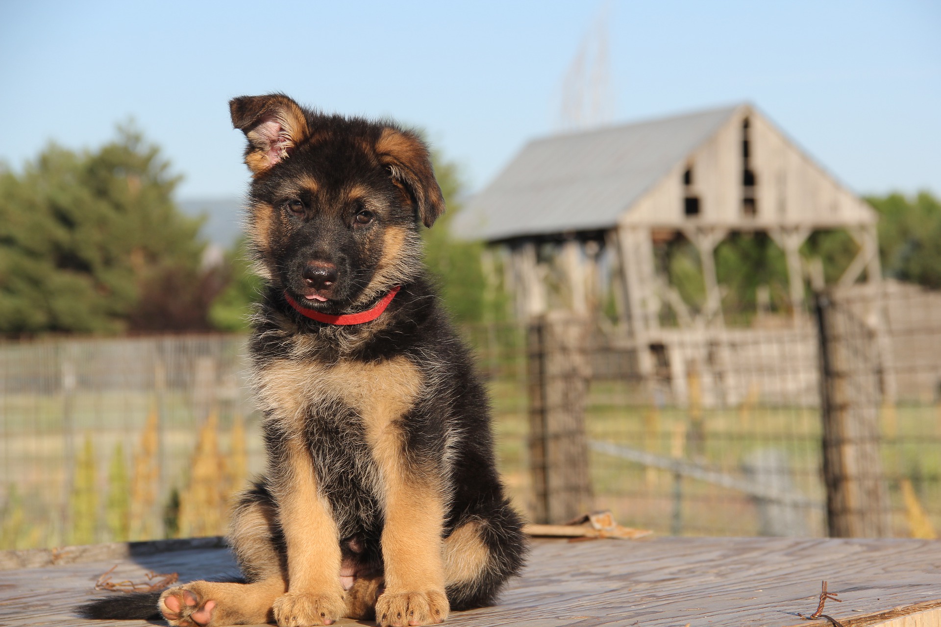 Der Deutsche Schäferhund Rasseportrait - Natur und Mensch